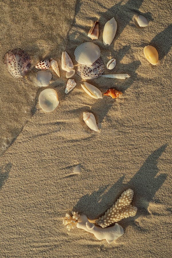 Corals and Shells Lying on White Sand Beach, Salvage Corals, Underwater ...