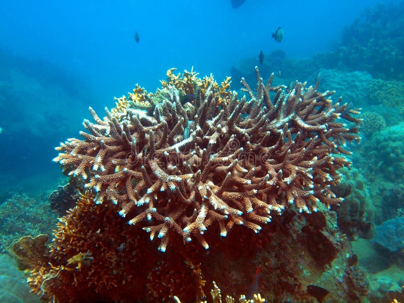 Corals of the South-Chinese Sea Stock Photo - Image of water, coral ...