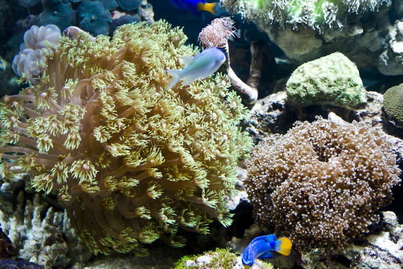 Corals and tropical fish stock image. Image of clear, colour - 7016535