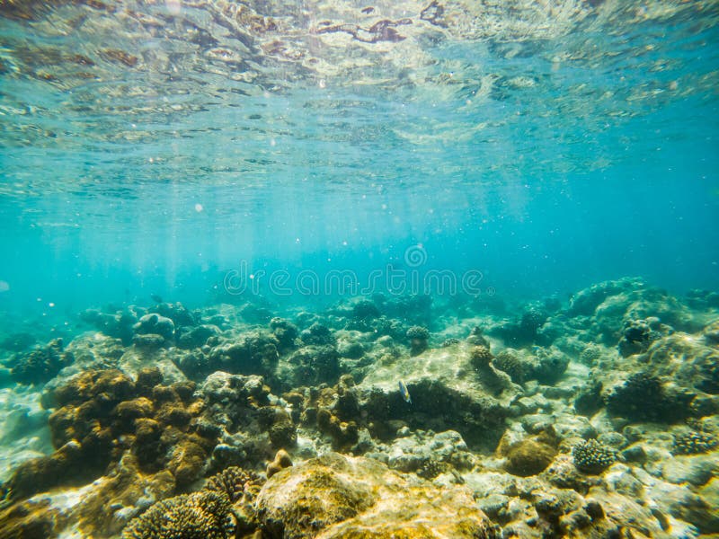 Corals and Tropical Fish Underwater Sea Life Stock Image - Image of ...