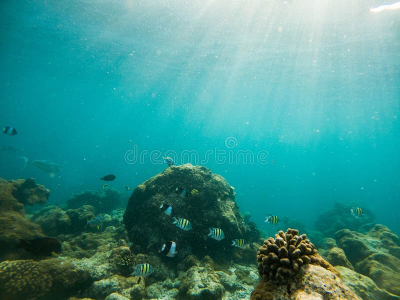 Corals and Tropical Fish Underwater Sea Life Stock Image - Image of ...
