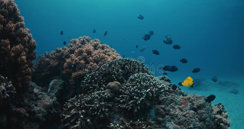 Corals and Tropical Fishes Underwater in Deep Ocean Stock Footage ...