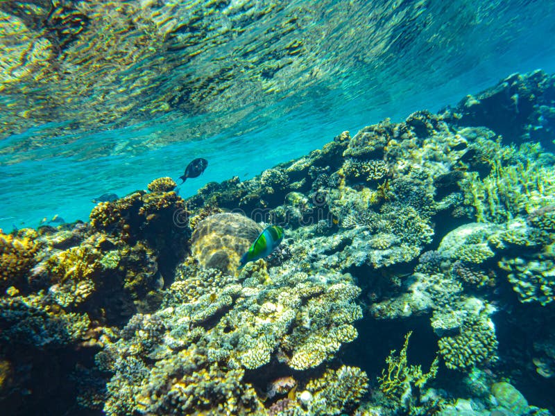 Corals Underwater. Egypt Underwater Life of the Red Sea Stock Image ...