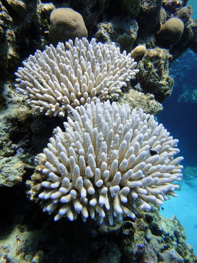Coraux blancs photo stock. Image du marin, scène, bleu - 20801394