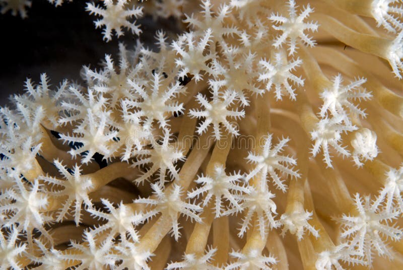 Reproduction image stock. Image du cellule, était, microscope - 38849357