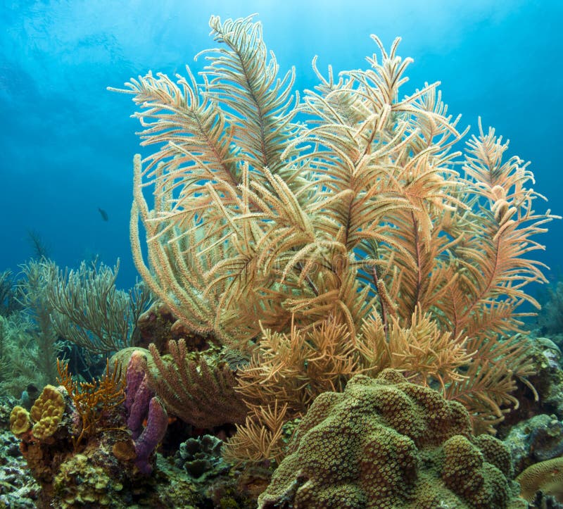 Coraux mous image stock. Image du marin, central, amérique - 17887493