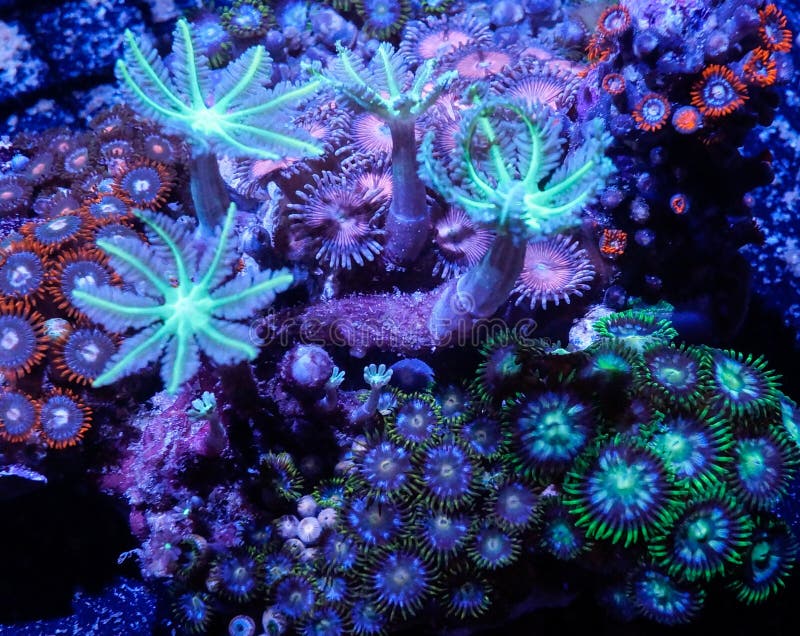 Coraux mous photo stock. Image du corail, fermer, forme - 89285862