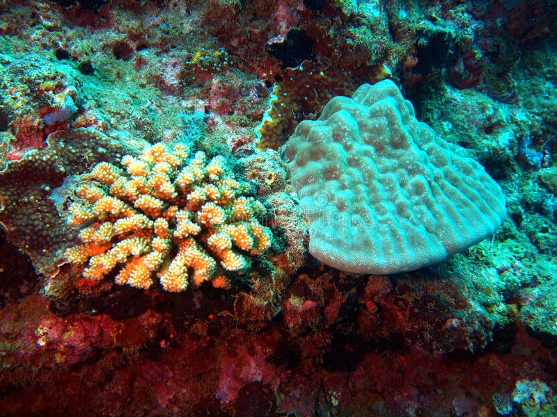 Coraux pierreux image stock. Image du nature, monde, animaux - 19812135