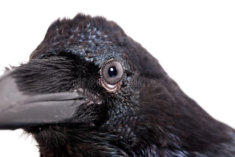 Corax Do Corvus Corvo Comum Na Frente Do Fundo Branco Foto de Stock ...