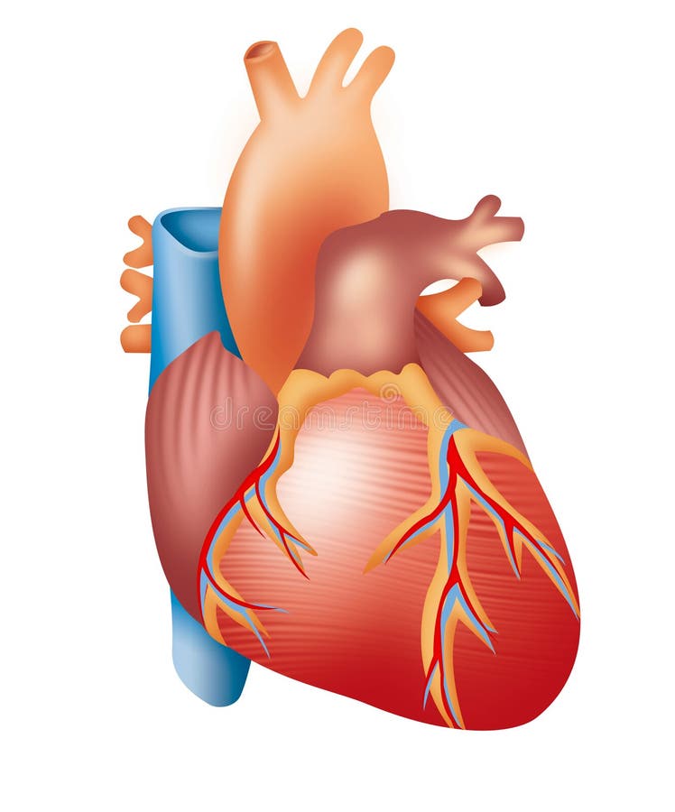 Anatomía Del Corazón Y De Los Pulmones Ilustración del Vector ...