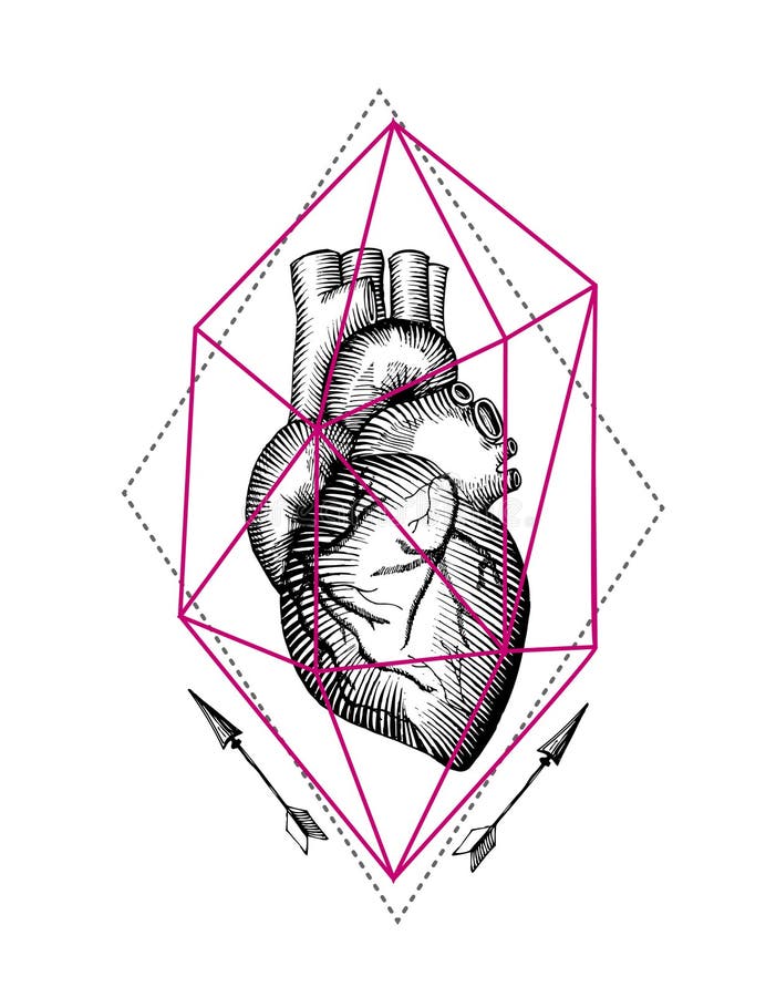 Corazón Anatómico. Ilustración Vectorial Del Corazón Humano. Corazones ...