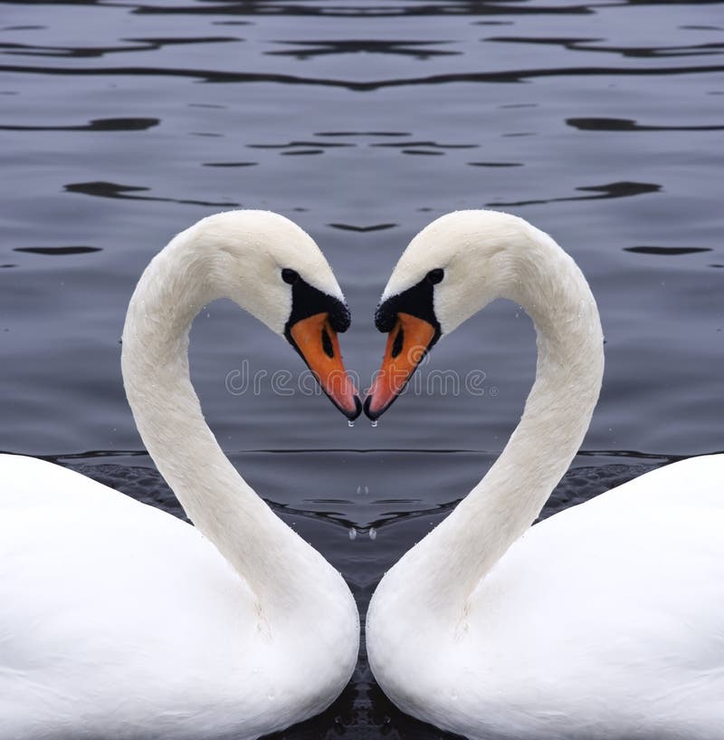 Dos En Forma De Corazón De Los Cisnes Hecha De Las Toallas Foto de ...
