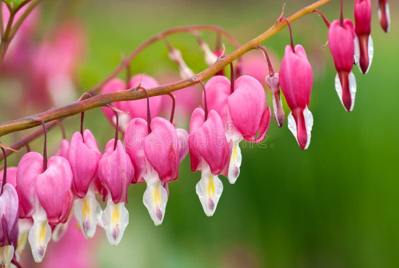 Flor Del Corazón Sangrante (spectabilis Del Dicentra) Imagen de archivo ...