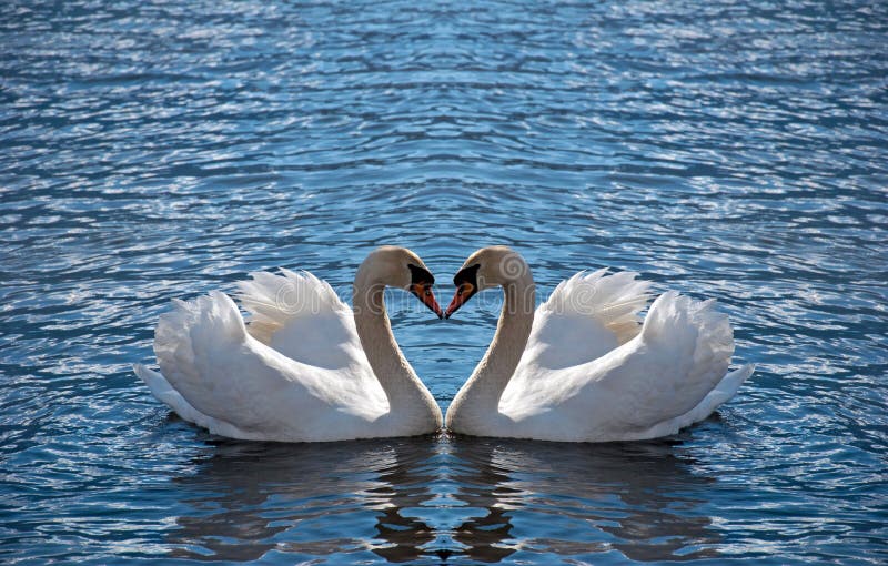 Corazón del cisne imagen de archivo. Imagen de amoroso - 24355099