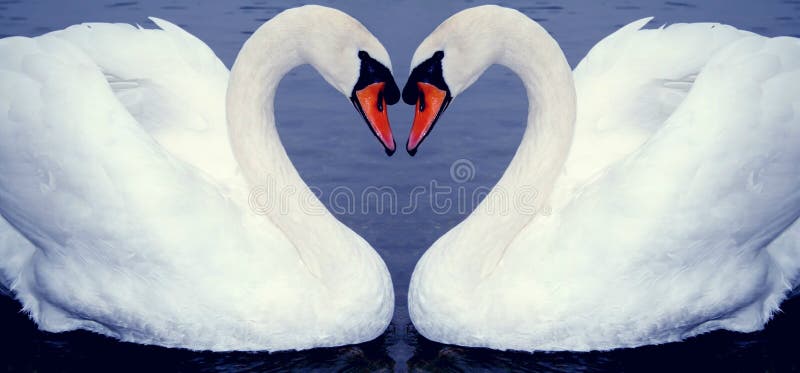 Corazón del cisne foto de archivo. Imagen de amor, cisne - 433878