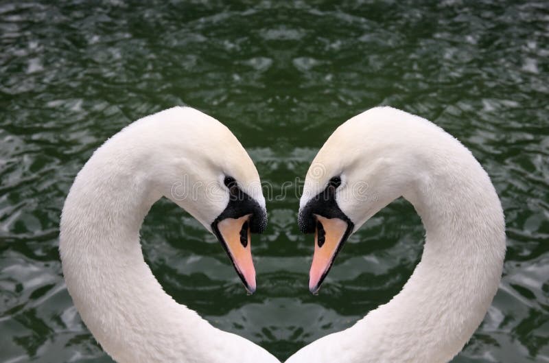 Corazón del cisne foto de archivo. Imagen de amor, cisne - 433878