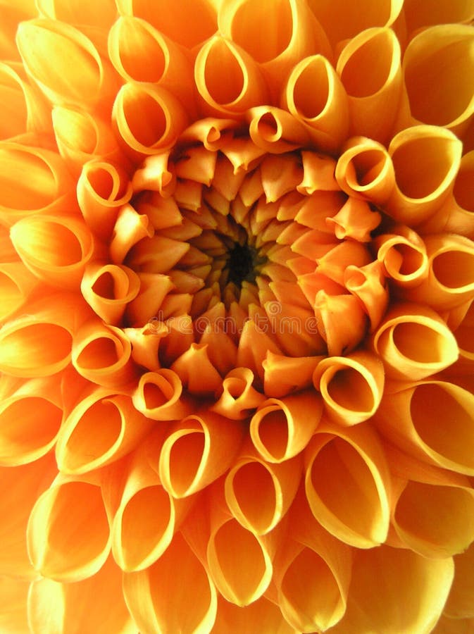 Corazón del sol imagen de archivo. Imagen de dalia, brillante - 185273