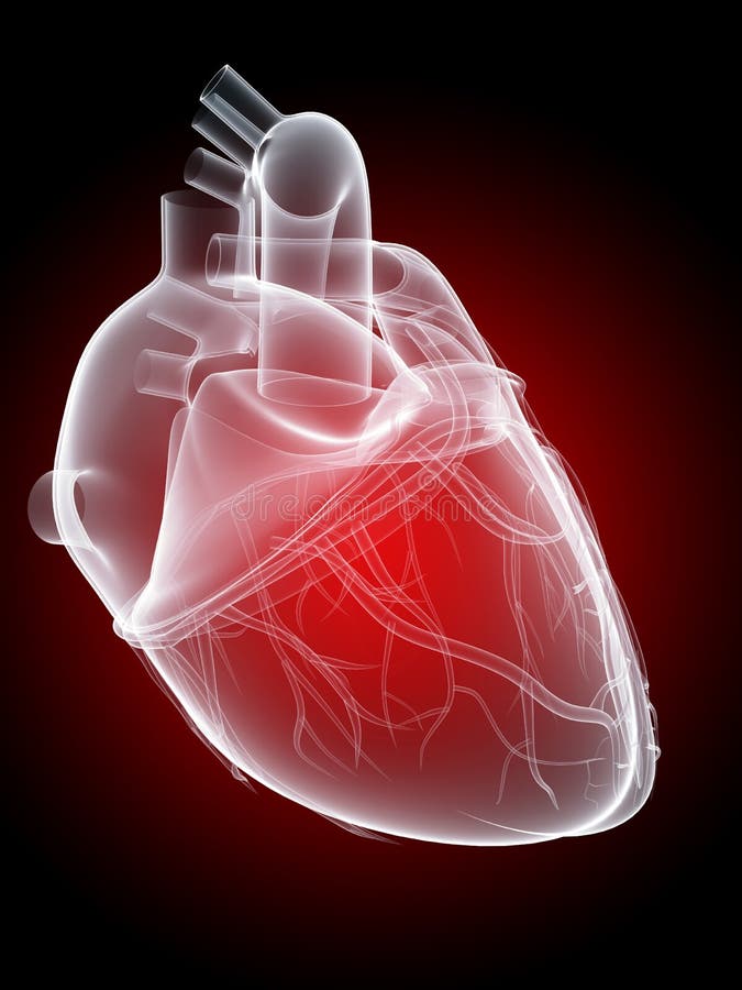 Corazón humano stock de ilustración. Ilustración de diagrama - 13149865