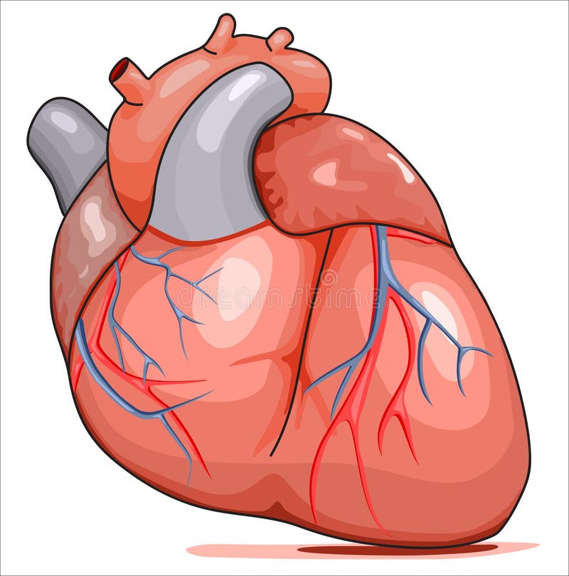 Corazón humano ilustración del vector. Ilustración de tejido - 14951333