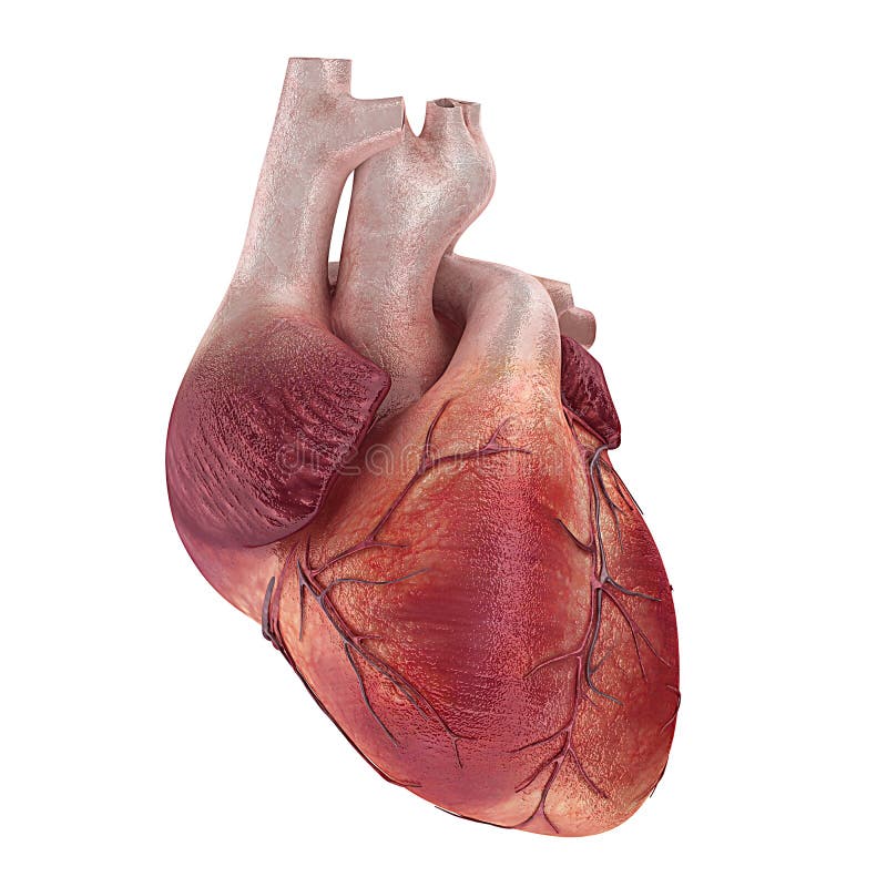 Corazón humano stock de ilustración. Ilustración de médico - 19208136