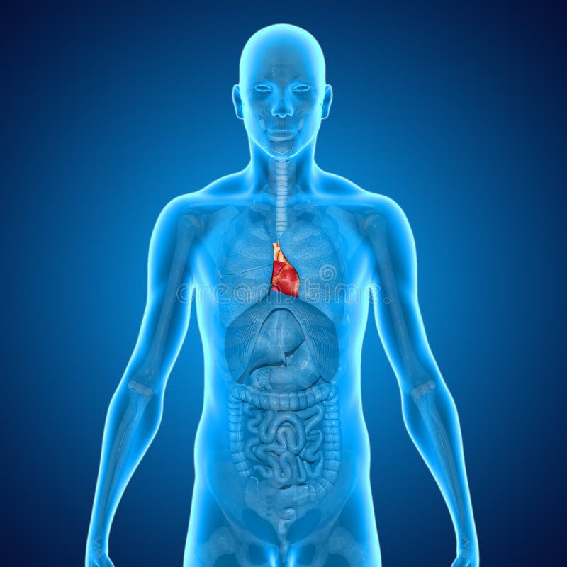 Corazón humano stock de ilustración. Ilustración de bombeo - 42137100