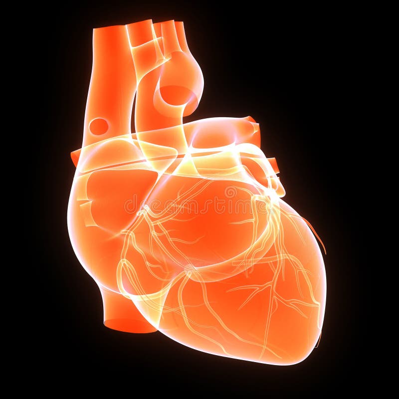 Corazón humano stock de ilustración. Ilustración de proporcionar - 48760114