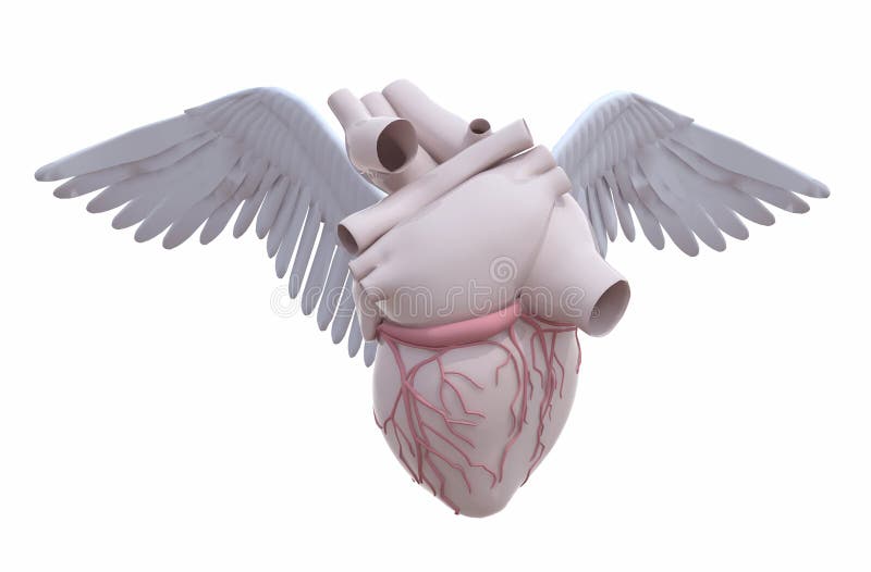 Corazón Anatómico Con Las Alas Ilustración del Vector - Ilustración de ...