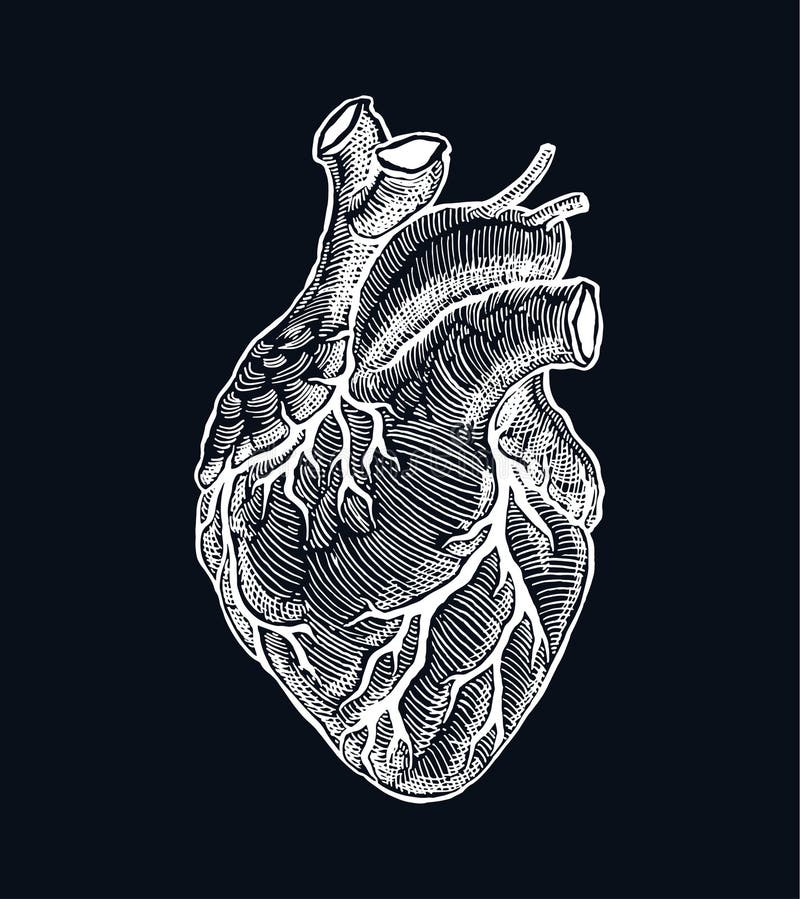 Corazón Humano De La Anatomía Ejemplo Negro Del Grabado Del Vintage Del ...