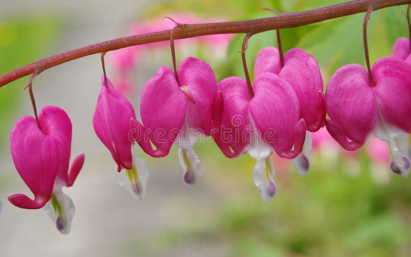 Flores De Los Corazones Sangrantes Imagen de archivo - Imagen de ...
