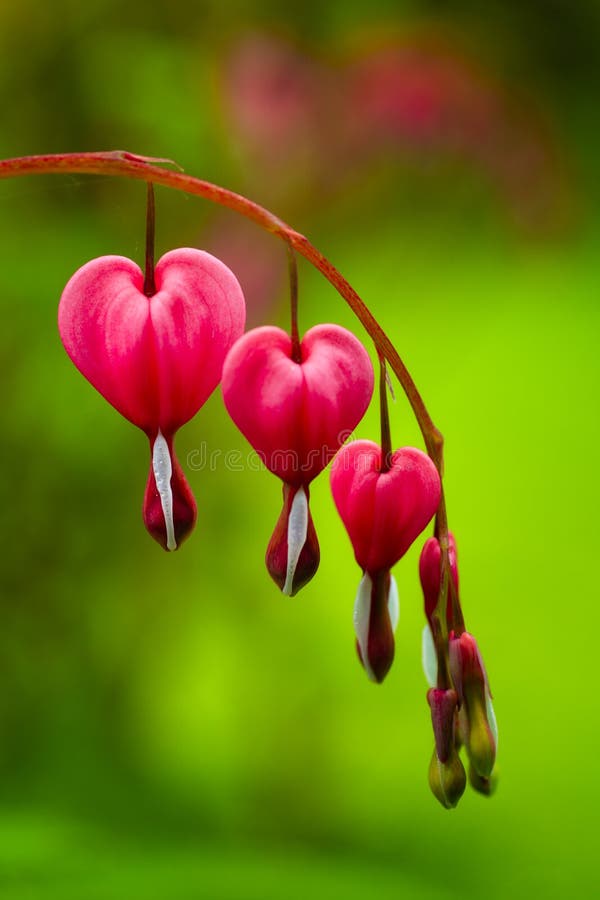 Corazón sangrante imagen de archivo. Imagen de rojo, flor - 32773519