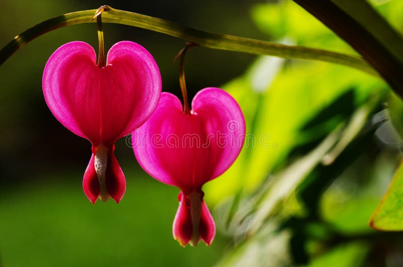 Corazón sangrante imagen de archivo. Imagen de rosa, lirio - 39706591