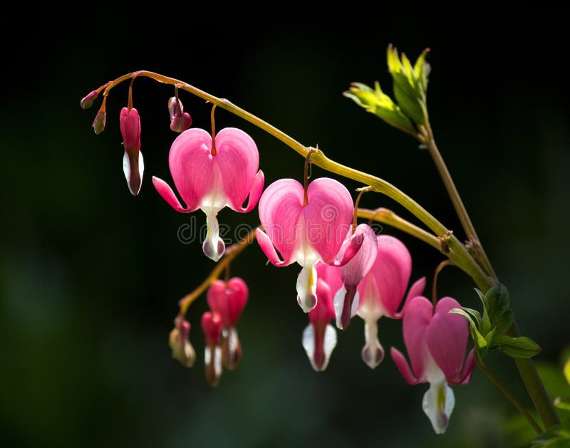 Corazón Sangrante (Dicentra Spectabilis) Imagen de archivo - Imagen de ...