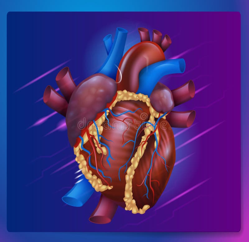 Corazón Sano Humano Del Ejemplo Realista Del Vector Ilustración del ...