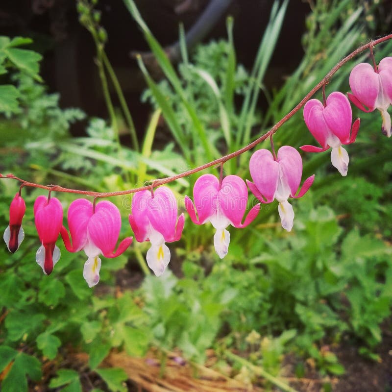 Flores De Los Corazones Sangrantes Imagen de archivo - Imagen de ...