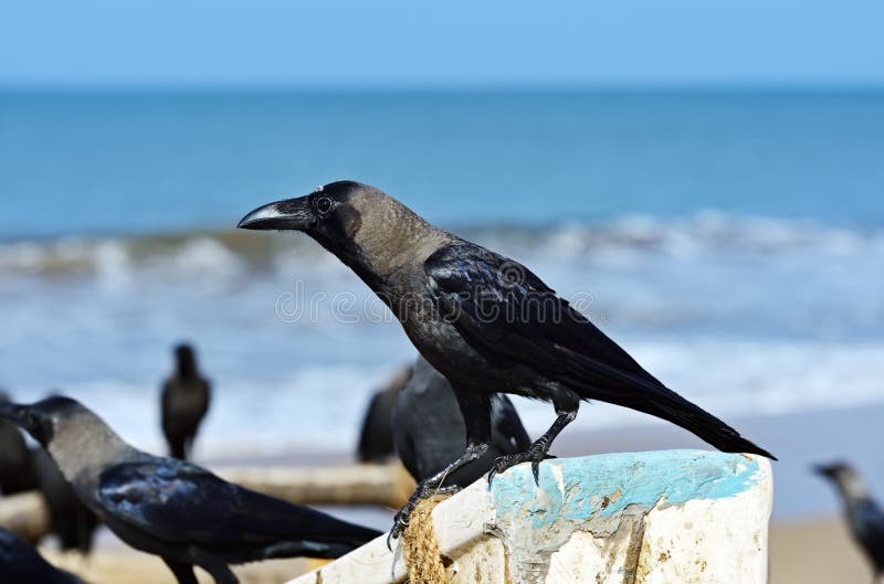 Corbeau photo stock. Image du asie, sauvage, corbeau - 50963078