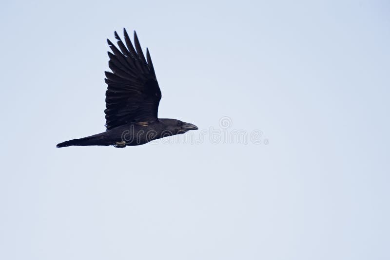 Corbeau En Vol Devant Un Ciel Bleu. Photo stock - Image du liberté ...