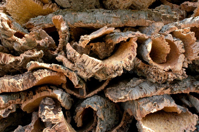 Corcho imagen de archivo. Imagen de corcho, campo, italia - 11325841