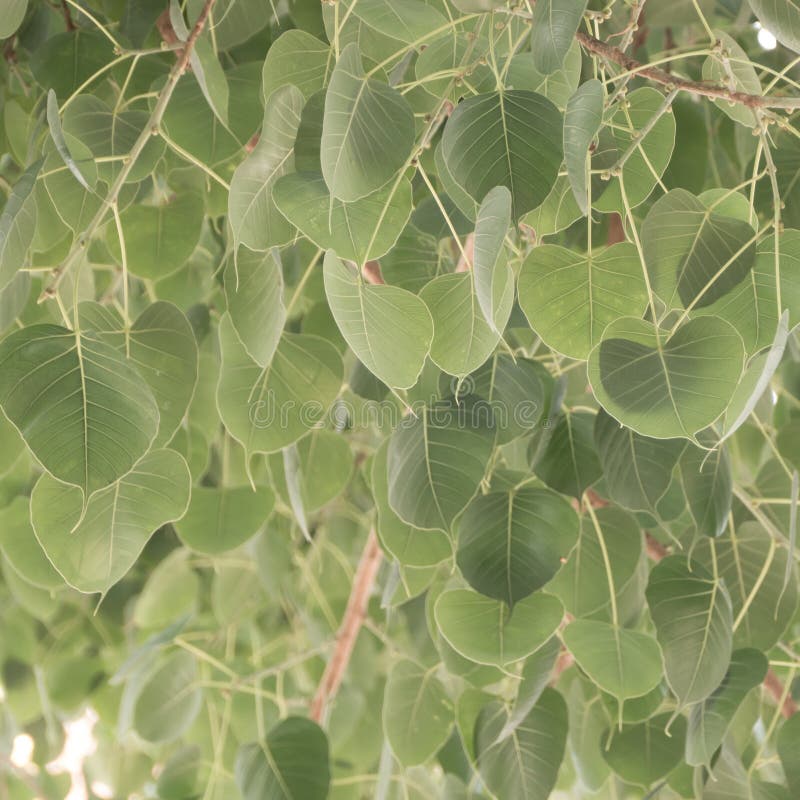 Cordate leaf stock photo. Image of foliage, texture, element - 40066264