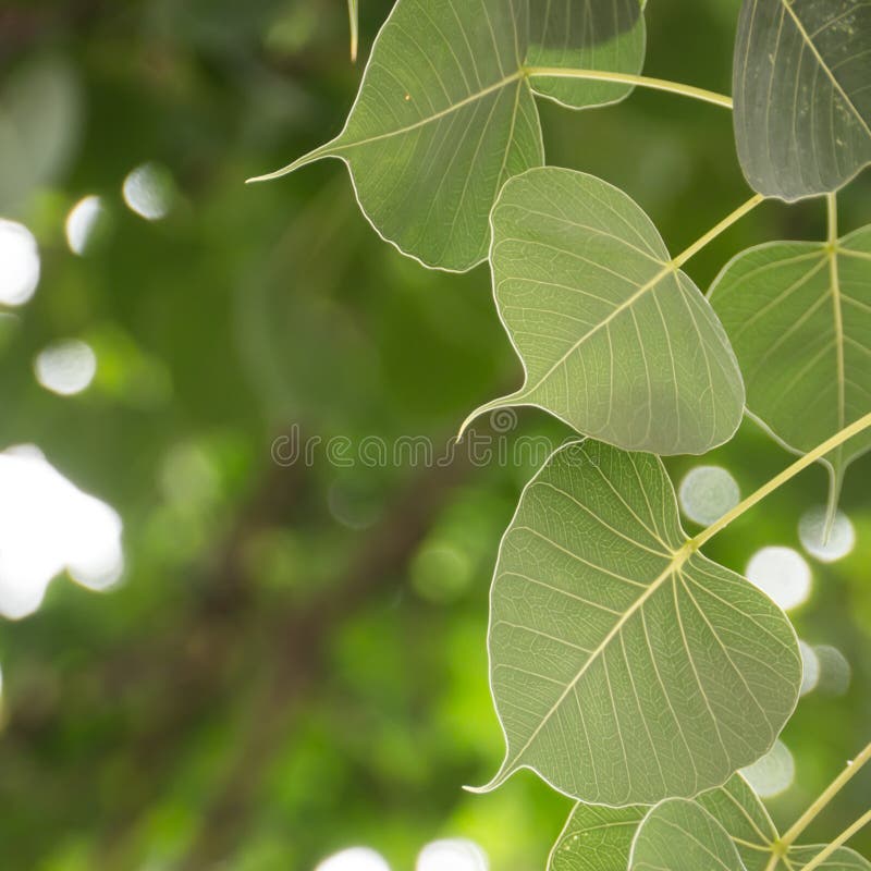 Cordate leaf stock image. Image of flora, leaf, botanical - 40066323