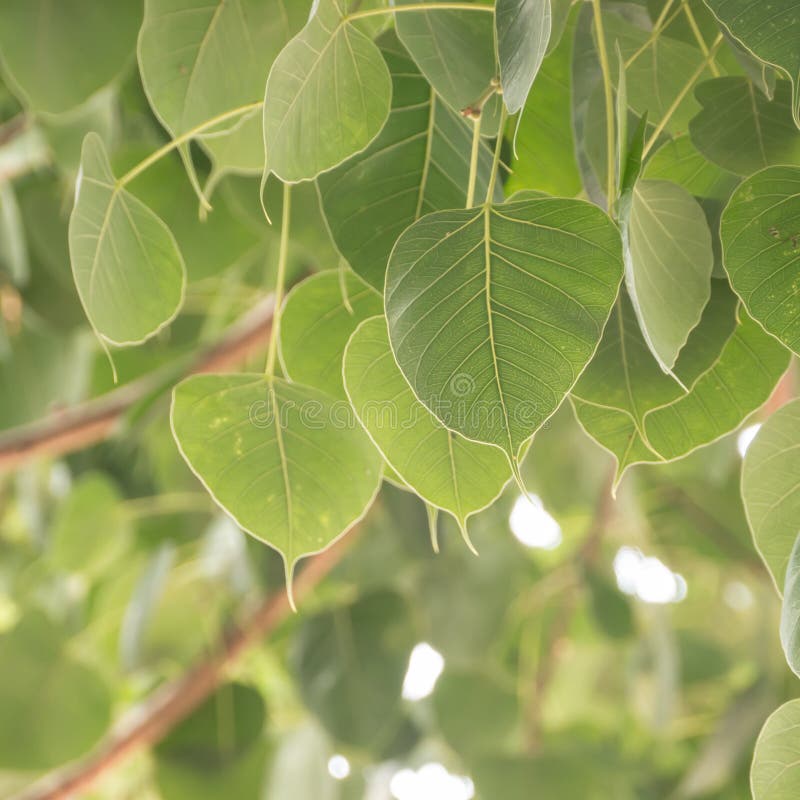 Cordate leaf stock photo. Image of ecology, foliage, natural - 50328762