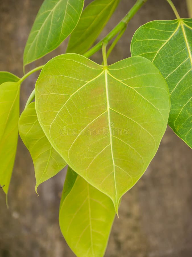 Palmately compound leaf stock image. Image of tropical - 39452855