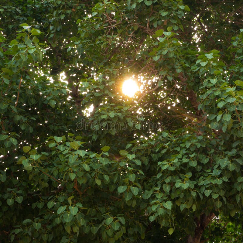 Cordate leaf stock photo. Image of ecology, foliage, natural - 50328762