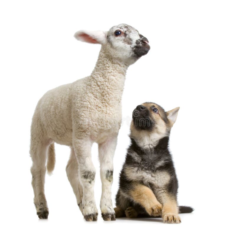 Cordeiro foto de stock. Imagem de gado, isolado, pastor - 2306954
