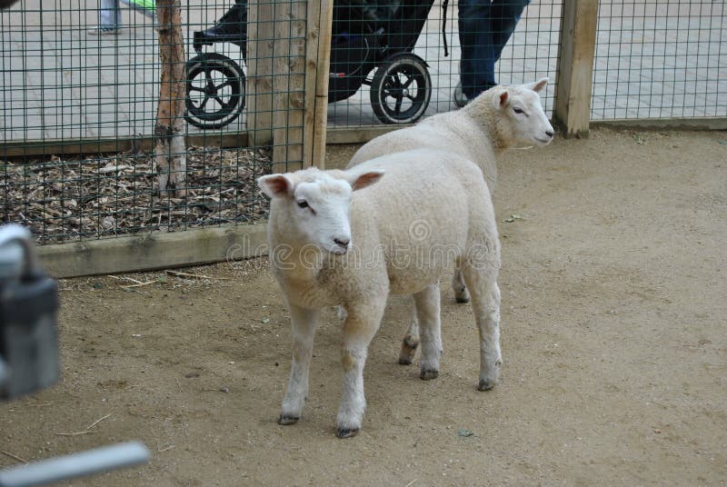 Cordeiro foto de stock. Imagem de cordeiro, ungulados - 88738462