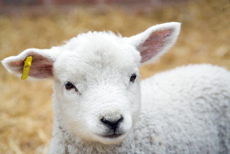 Cordeiro novo imagem de stock. Imagem de inquisitivo - 53667957