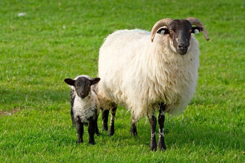 Cordeiro pequeno foto de stock. Imagem de retrato, carneiros - 19361906