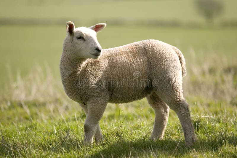 Cordero #2 imagen de archivo. Imagen de ovejas, bebé, resorte - 2138733