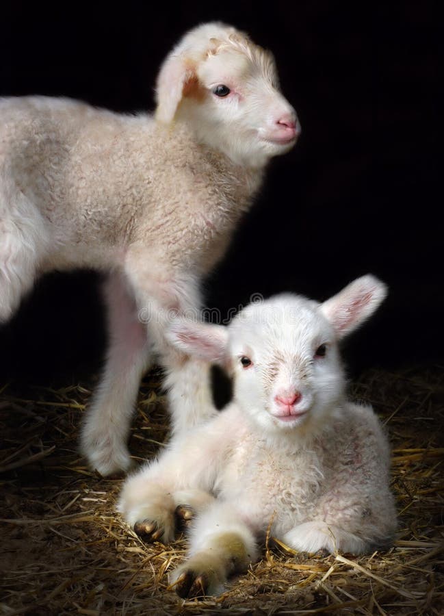 Cordero imagen de archivo. Imagen de suave, pulga, multitud - 683919