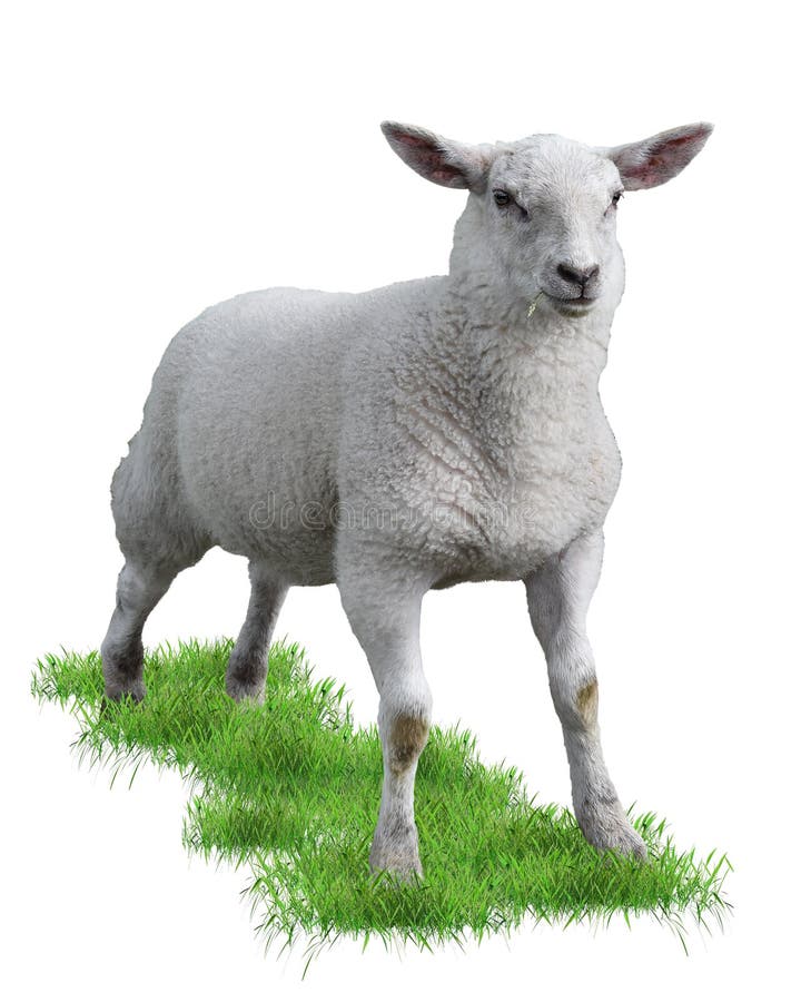 Cordero Aislado En El Fondo Blanco Foto de archivo - Imagen de corte ...