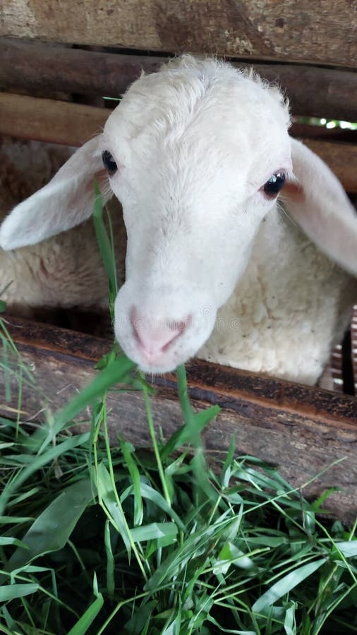 Cordero Blanco Comiendo Pasto Imagen de archivo - Imagen de mascota ...